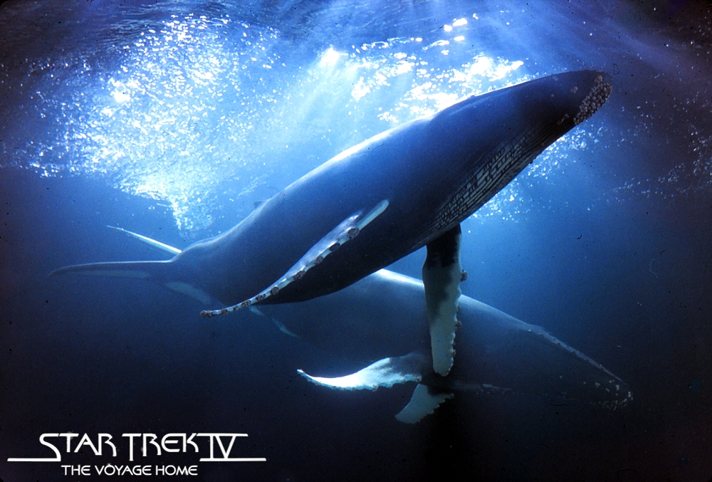 Star Trek Iv The Voyage Home Whales